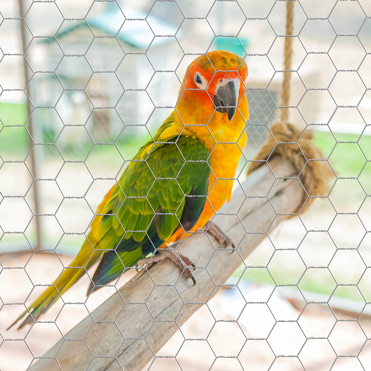 China Hexagonal Chicken Wire Netting GAW For Bird Flight Pens ...
